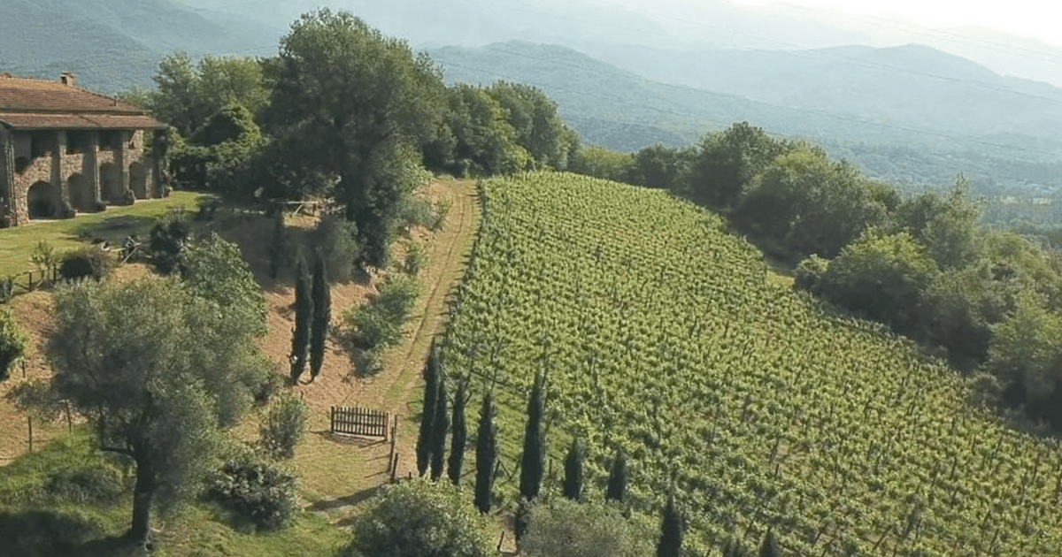 Boutique Winery Tour & Tasting in North Tuscany | GetYourGuide