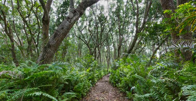 Jozani Wald Tour | GetYourGuide