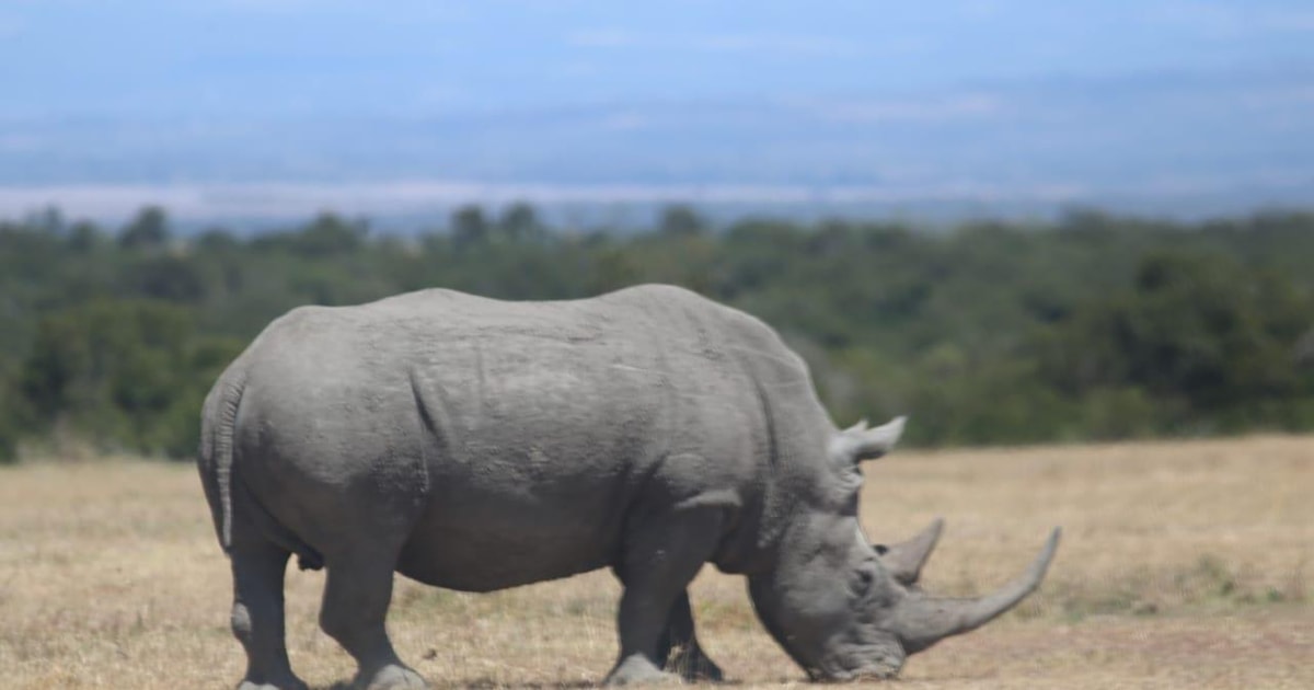 2 Days Olpejeta Safari :Meet Chimpanzees,Rhino & Lion Track | GetYourGuide