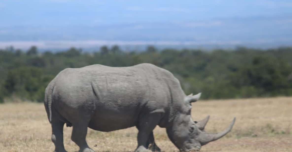 2 Days Olpejeta Safari :Meet Chimpanzees,Rhino & Lion Track | GetYourGuide