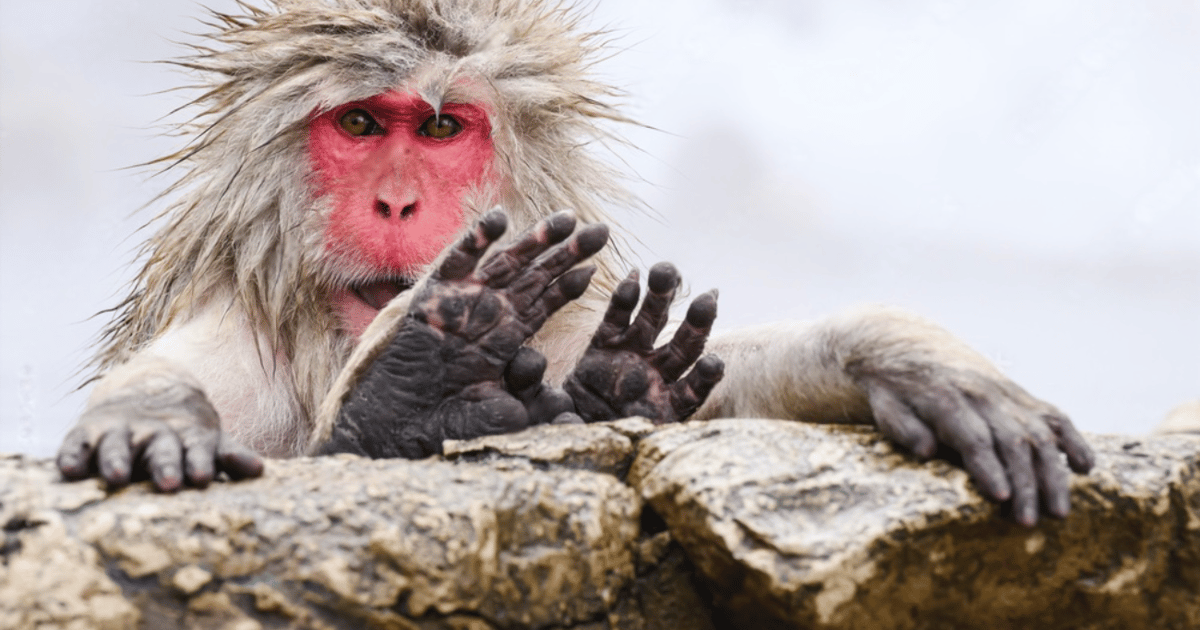 Nagano: Snow Monkeys, Zenkoji Temple | GetYourGuide