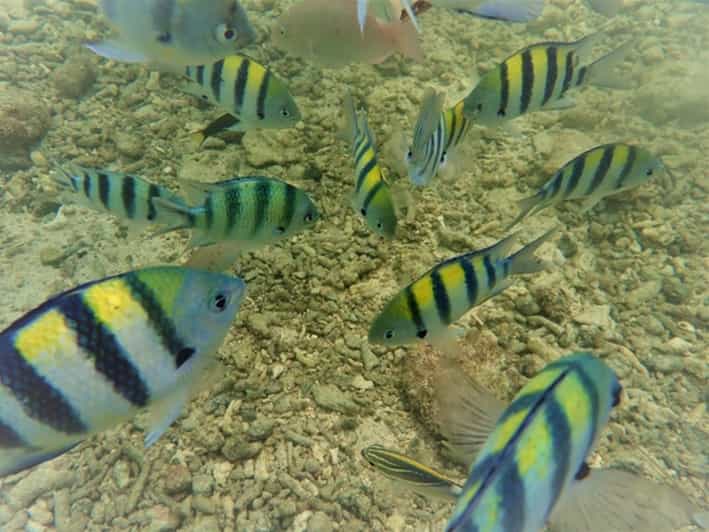 Bali : Sea Walker! Enjoy an underwater walk experience | GetYourGuide