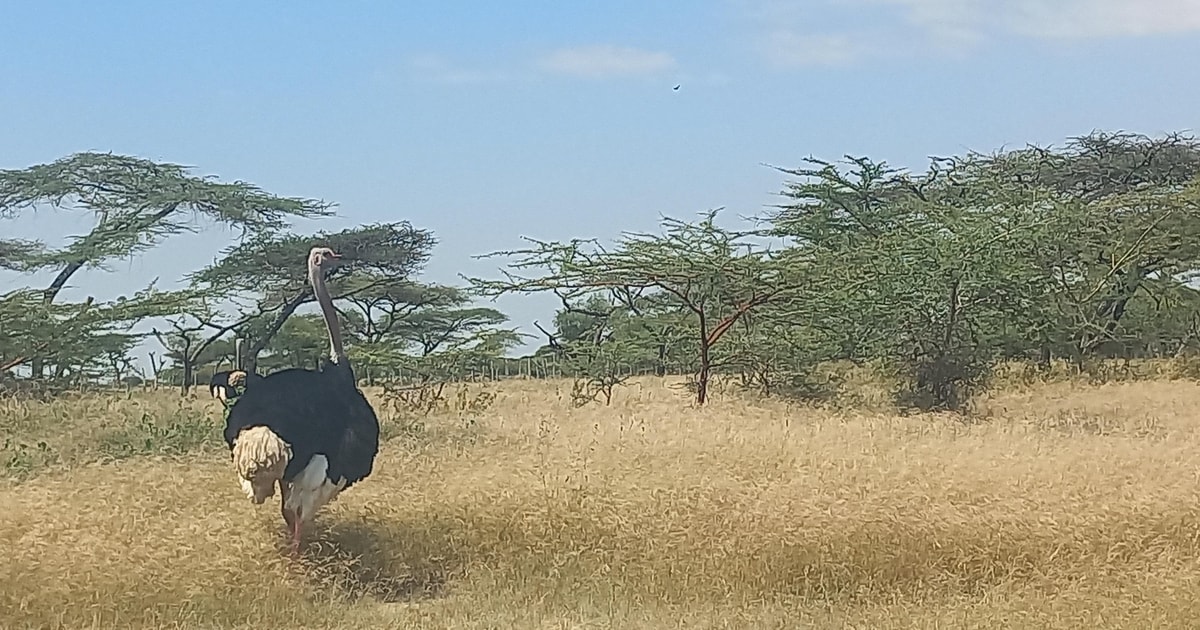 2 Days Abijata-Shalla Lakes National Park and Lake Langano, | GetYourGuide