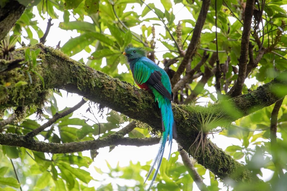 Quetzal: Costa Rica Birdwatching Experience - Los Quetzales | GetYourGuide