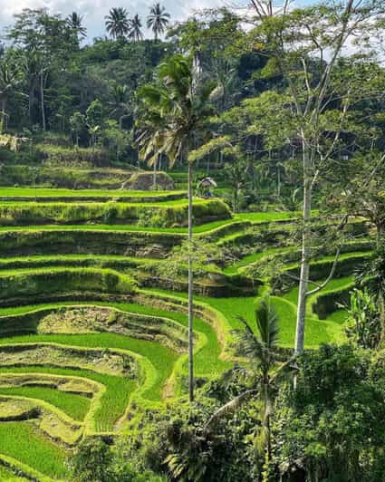 Ubud: Waterfalls, Rice Terraces & Jungle Swing Tour | GetYourGuide