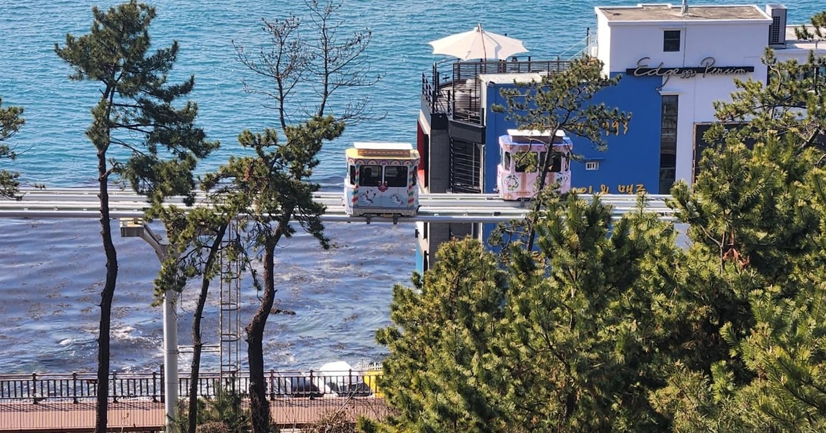 Busan private tour + cat cafe | GetYourGuide