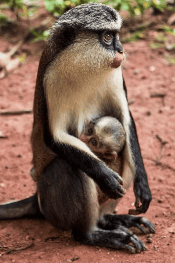 Accra: Wli falls & Mona Monkey Sanctuary | GetYourGuide