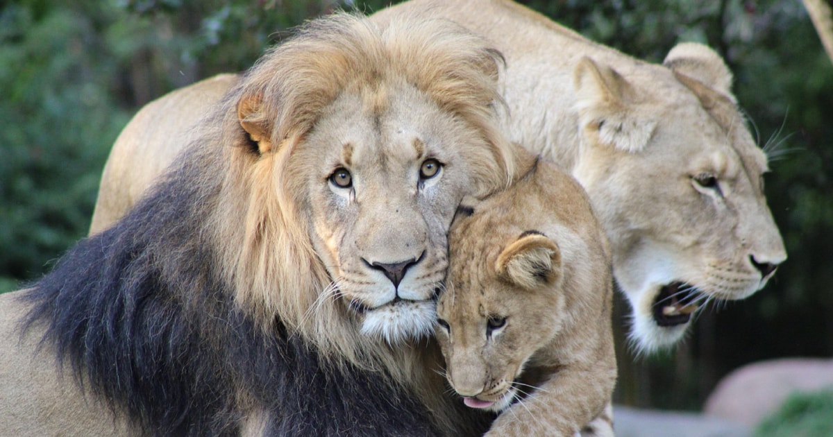 Port Elizabeth: Addo Wildlife Safari: With Lunch & Pick-up | GetYourGuide