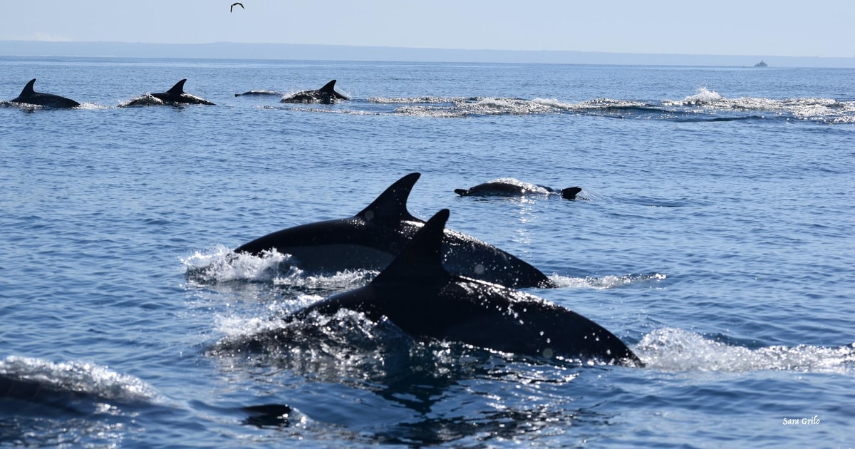 Dolphin Tour | GetYourGuide