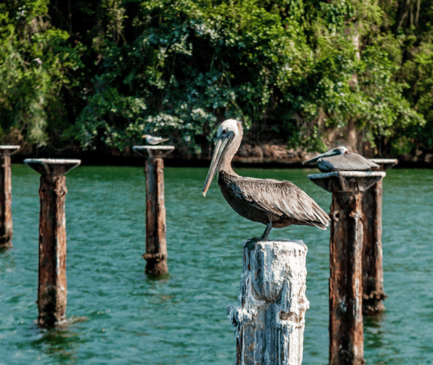 Punta Cana: Tour Samana All Included Cascada Limon whales | GetYourGuide