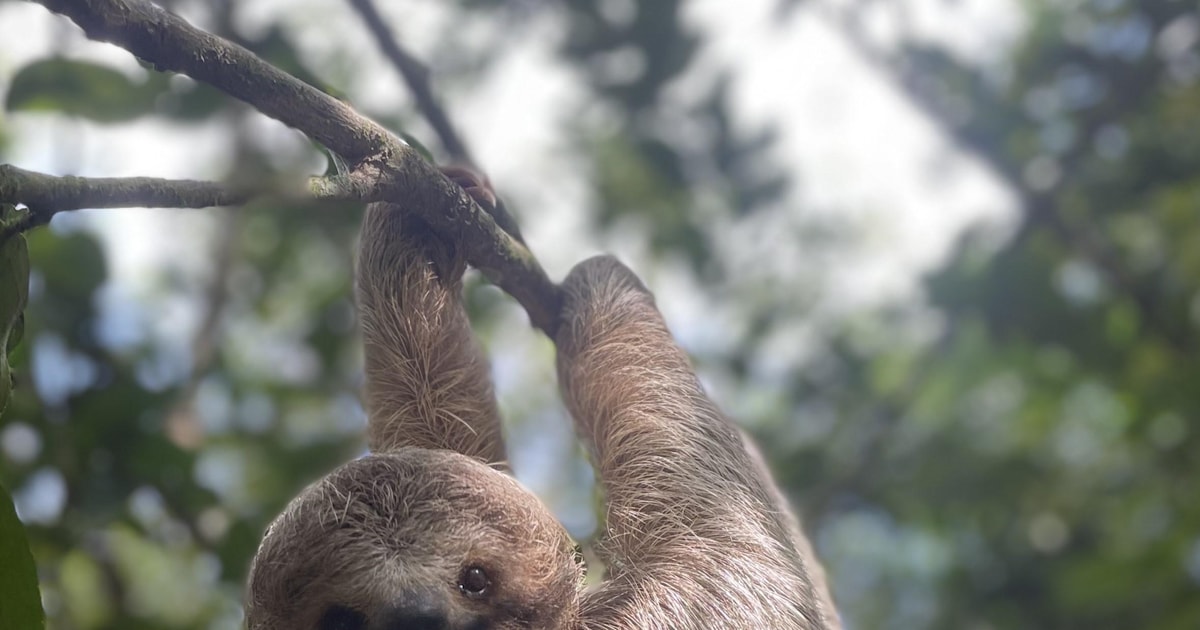 Playa del Coco: Luiaard Ontdekking & Rio Celeste Tour | GetYourGuide