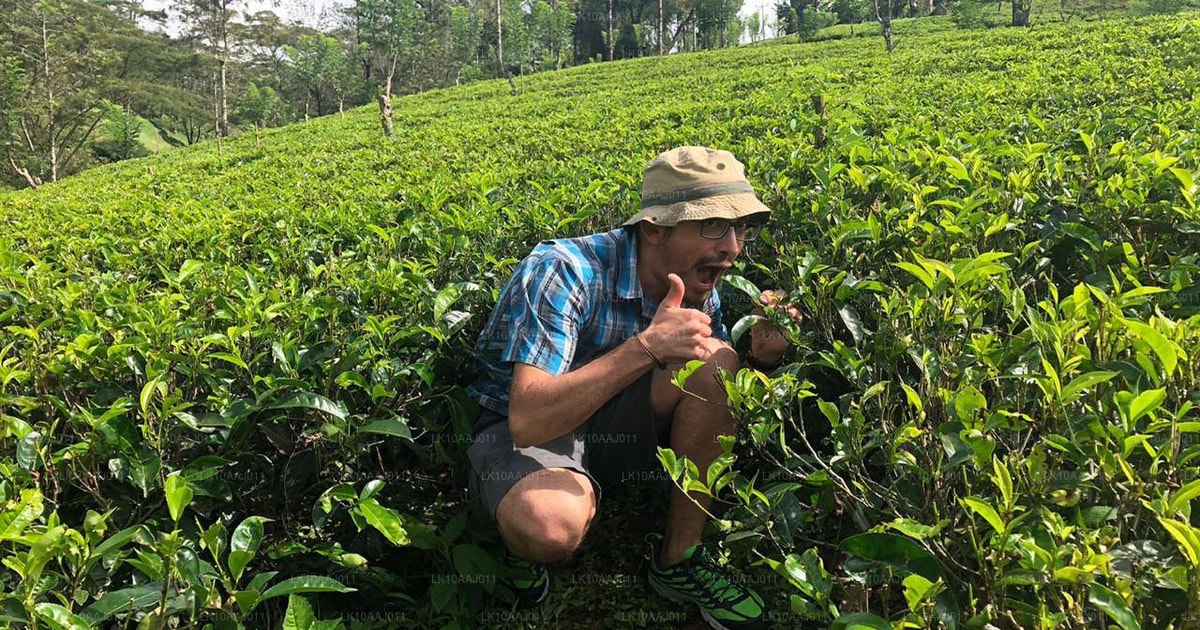 Tea Plucking and Tea Factory: Visit from Nuwara Eliya | GetYourGuide