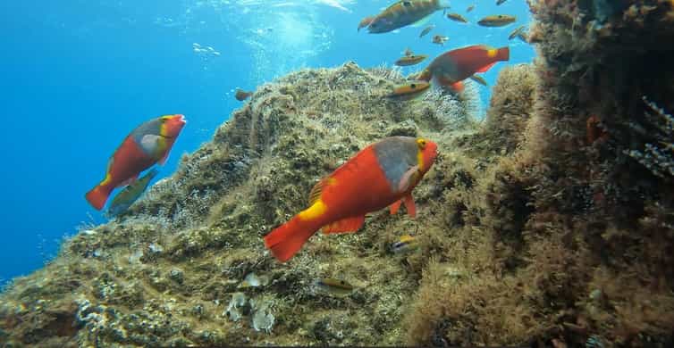 Reef Fish Watching | GetYourGuide