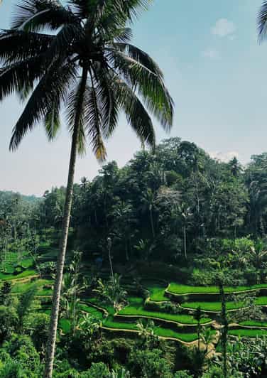 Ubud Day Tour - Het leukste om te doen in Ubud op Bali | GetYourGuide