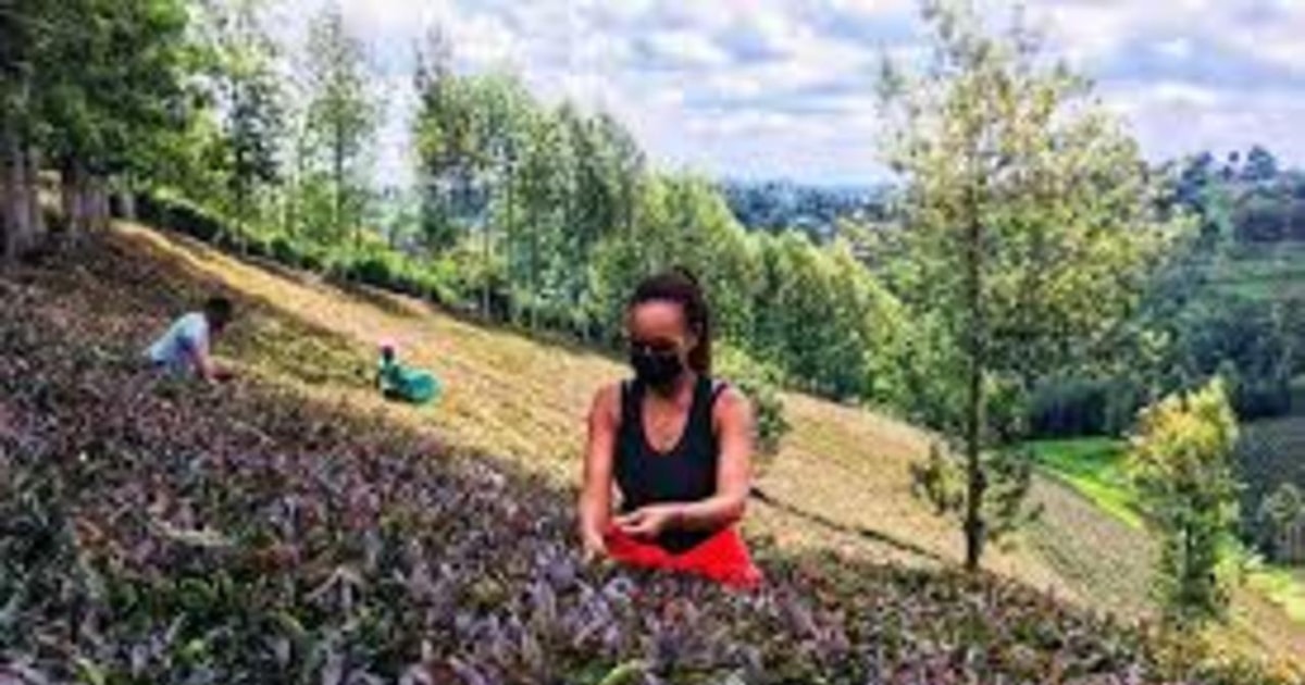 Mor Çay Çiftliği Turu | GetYourGuide