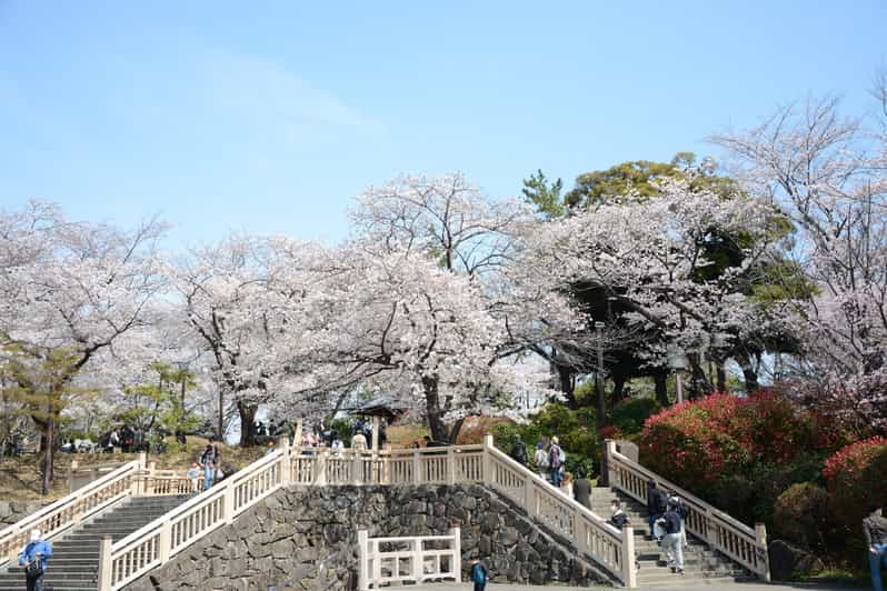 Tokyo: Cherry Blossom Viewing w/rsvd seat & Hanami bento box | GetYourGuide