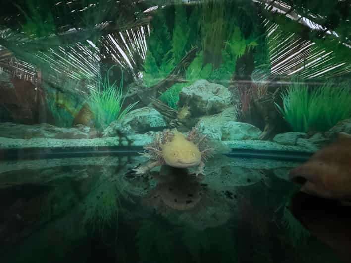 Mexico City: Sunrise with the sanctuary of the axolotl | GetYourGuide