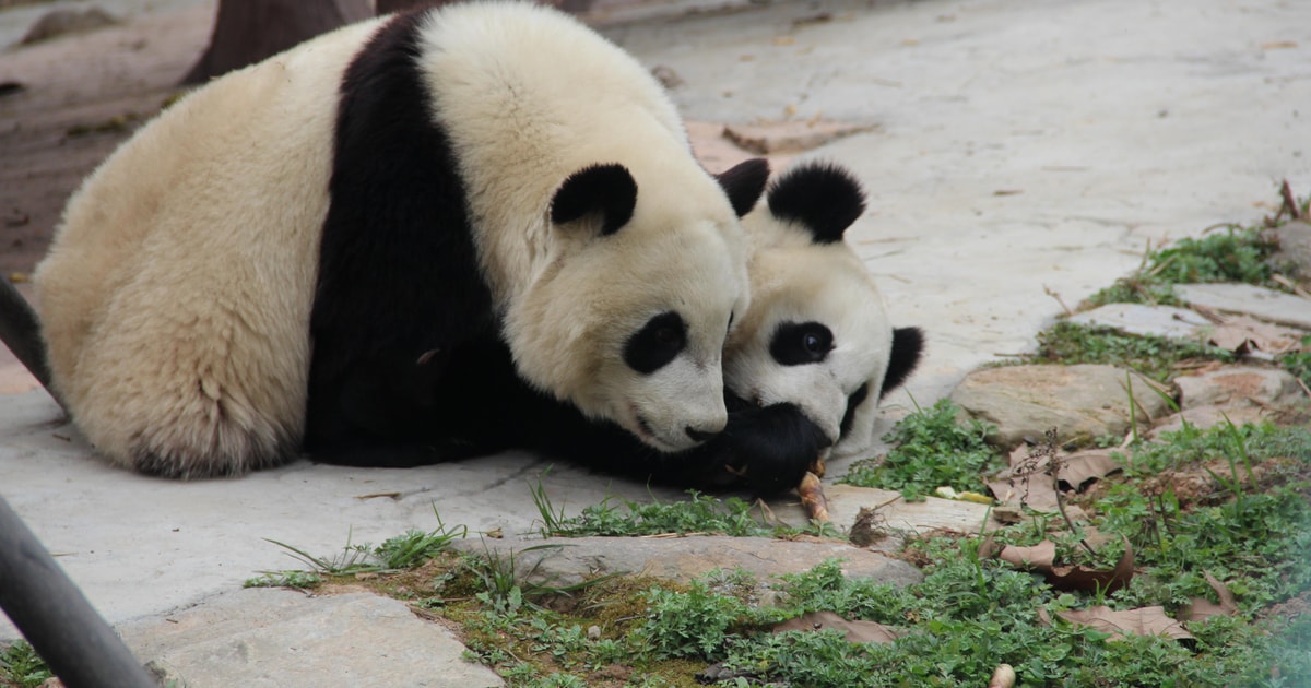 Panda Base/Leshan Giant Buddha/Multi-attraction Tour | GetYourGuide