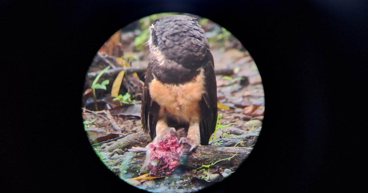 Bird Watching at Juan Castro Blanco National Park | GetYourGuide