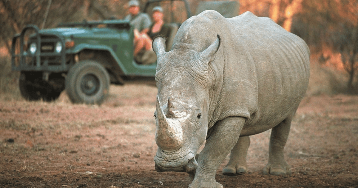 2-dagars safari i Sabi Sands Big Five från Johannesburg | GetYourGuide