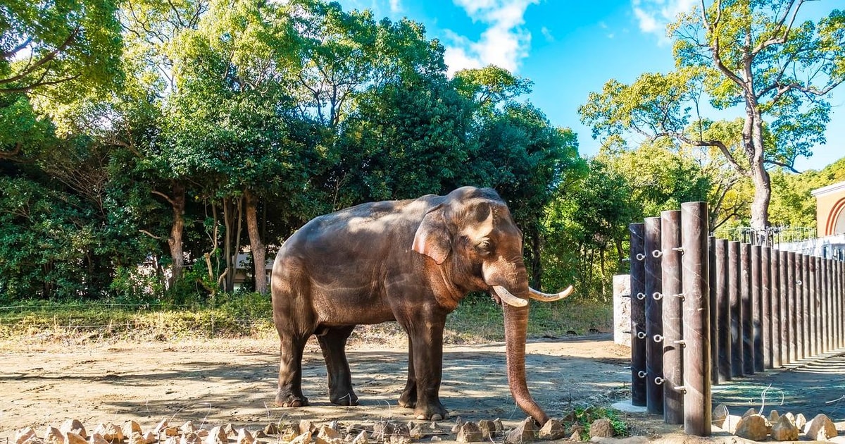 Agra: Sunrise Taj Mahal and Elephant Wildlife SOS Tour | GetYourGuide