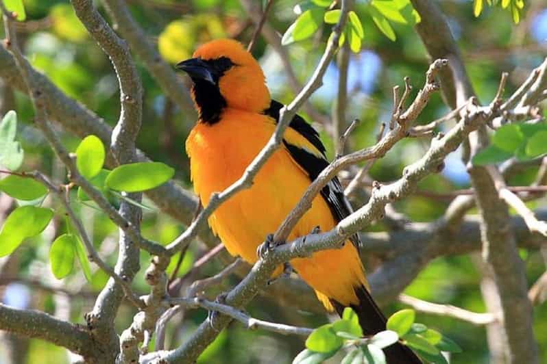 From Cancun: Bird Watching Day Tour | GetYourGuide