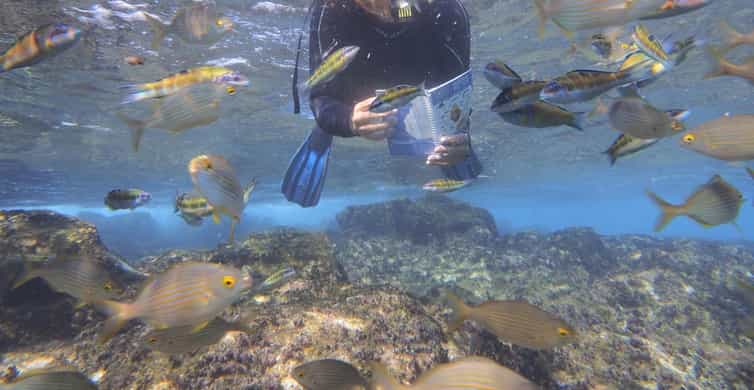 Guided Snorkeling Experience | GetYourGuide