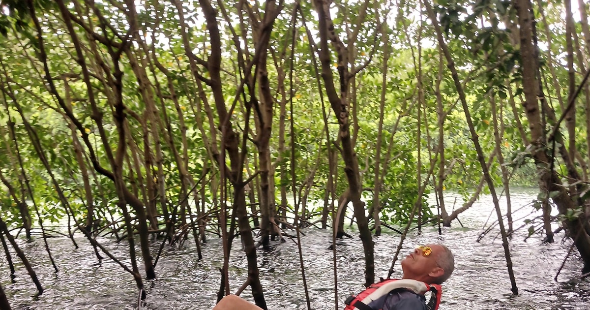 Explore mangroove forest with kayak a day trip with lunch | GetYourGuide