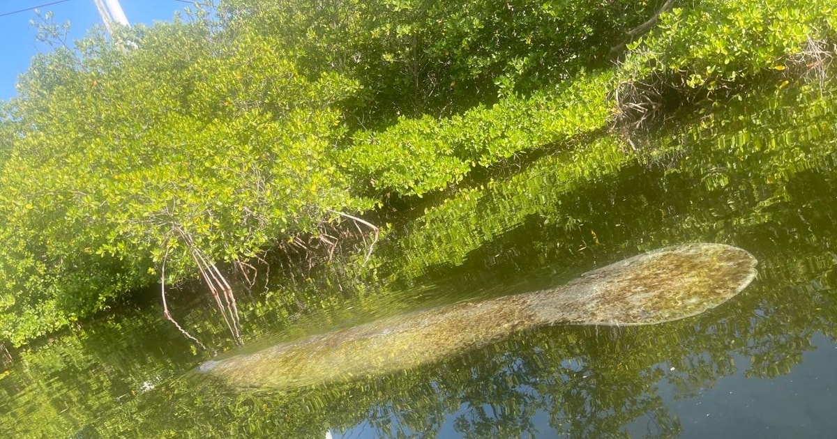 Key West: 3-hour Mangrove Kayak Tour | GetYourGuide