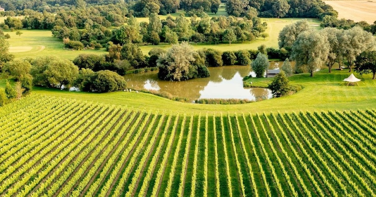 Ebike Tour Albourne Estate: Wine Tasting and Downs eBiking | GetYourGuide