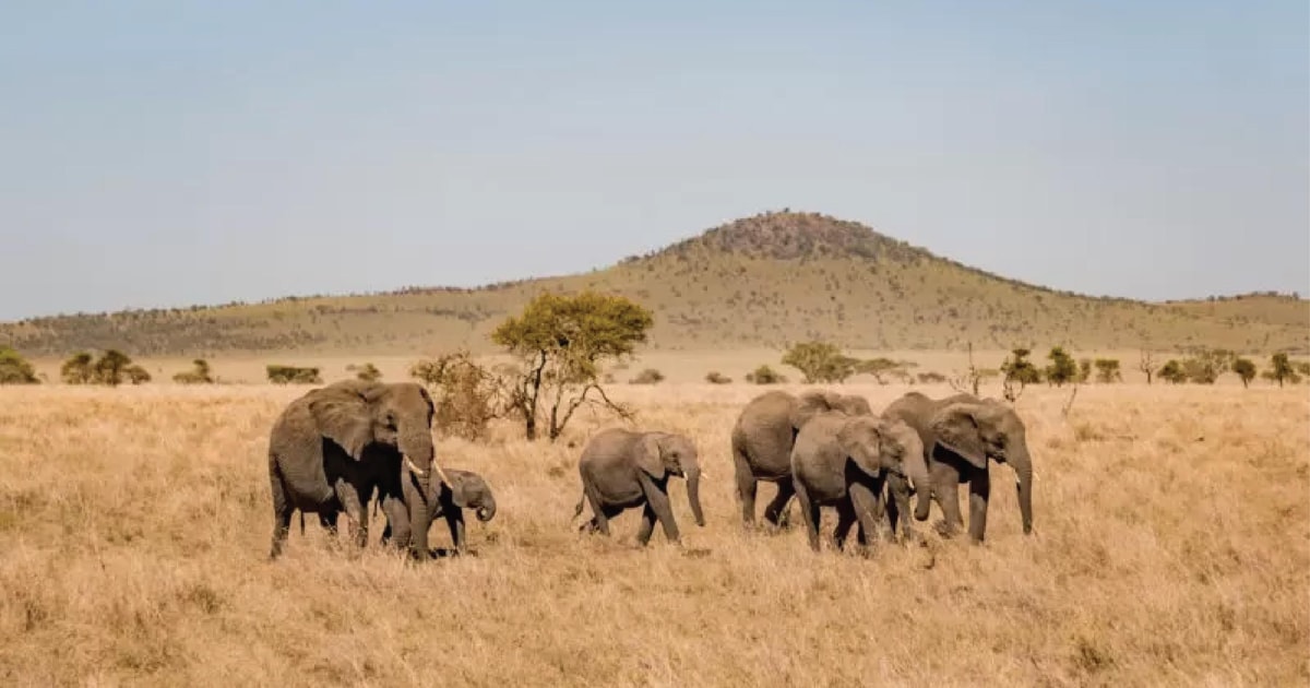 Lake Manyara National Park: The Wildlife Journey Safari | GetYourGuide