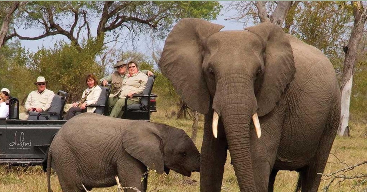 1/2 Day (Flexible) Tala Game Reserve & Lion Park from Durban | GetYourGuide