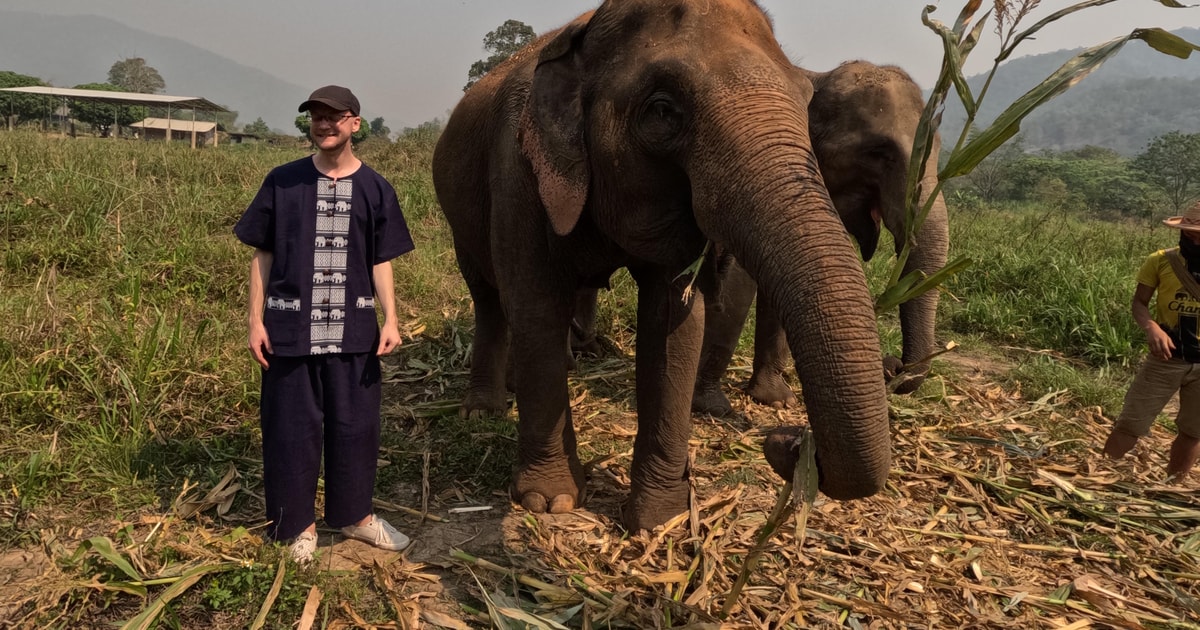 Half-day Elephant care program Morning (8am-1pm) | GetYourGuide