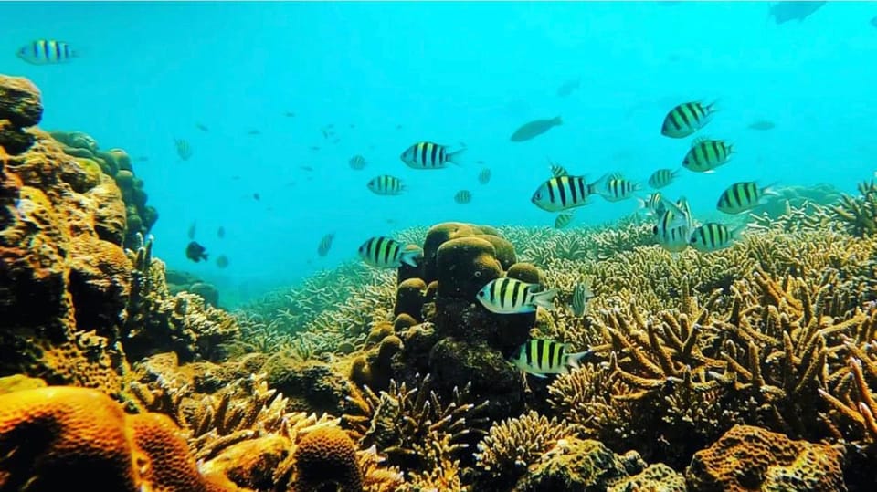 Bali: snorkelavontuur op het strand van Amed, Jemeluk en Lipah ...