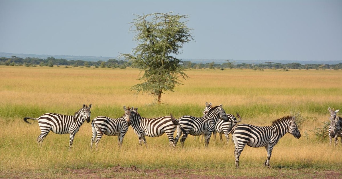 2 giorni e 1 notte nel Parco Nazionale Nyerere dallo ZANZIBAR Con il ...