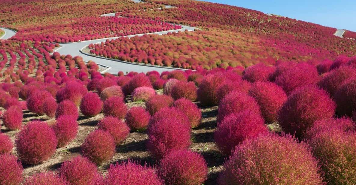 Tokyo:Hitachi seaside Park/Oarai isosaki shrine private tour | GetYourGuide