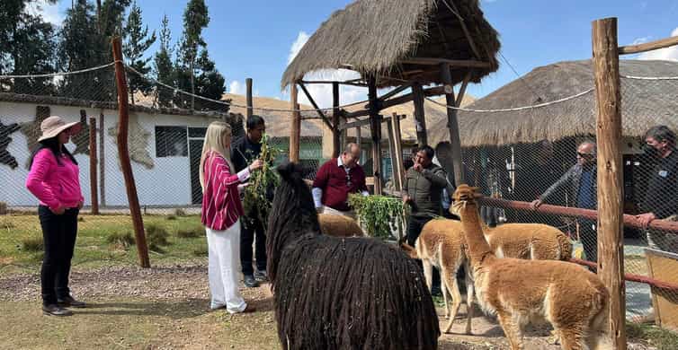 Cusco: Tour to the Alpaca and Llama Farm with weaving tour | GetYourGuide Cusco: Tour to the Alpaca and Llama Farm with weaving tour | GetYourGuide