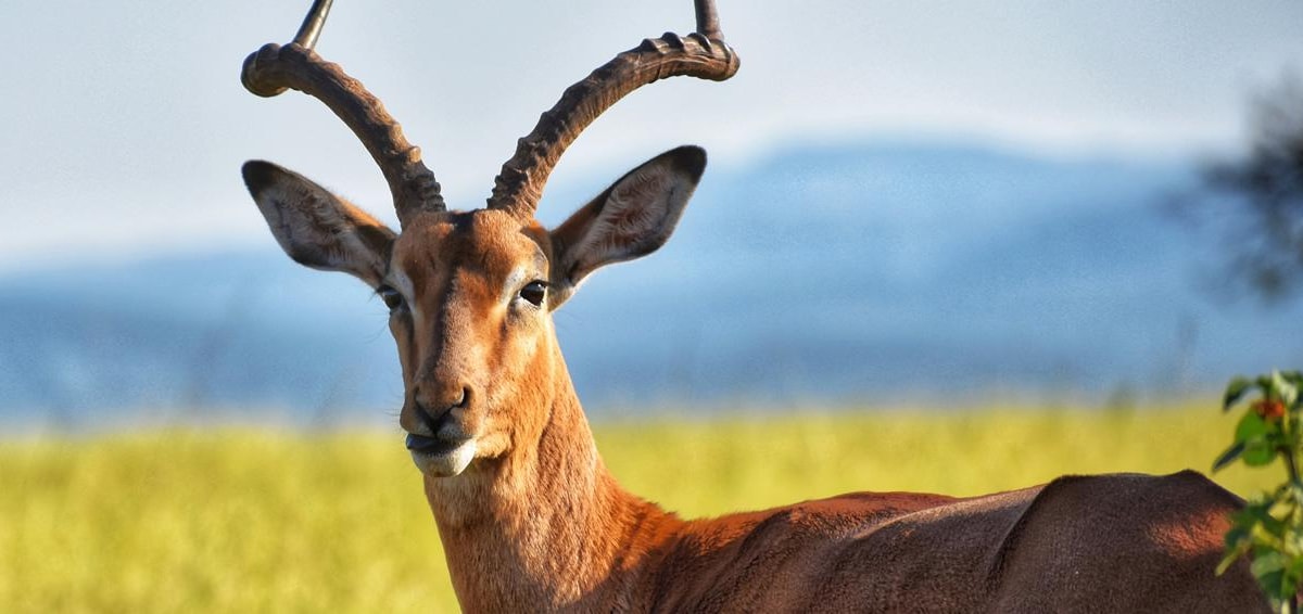 Mwanza: Saanane Island National Park 2-Day Itinerary | GetYourGuide