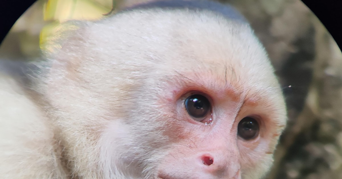 Monkey boat tour | GetYourGuide