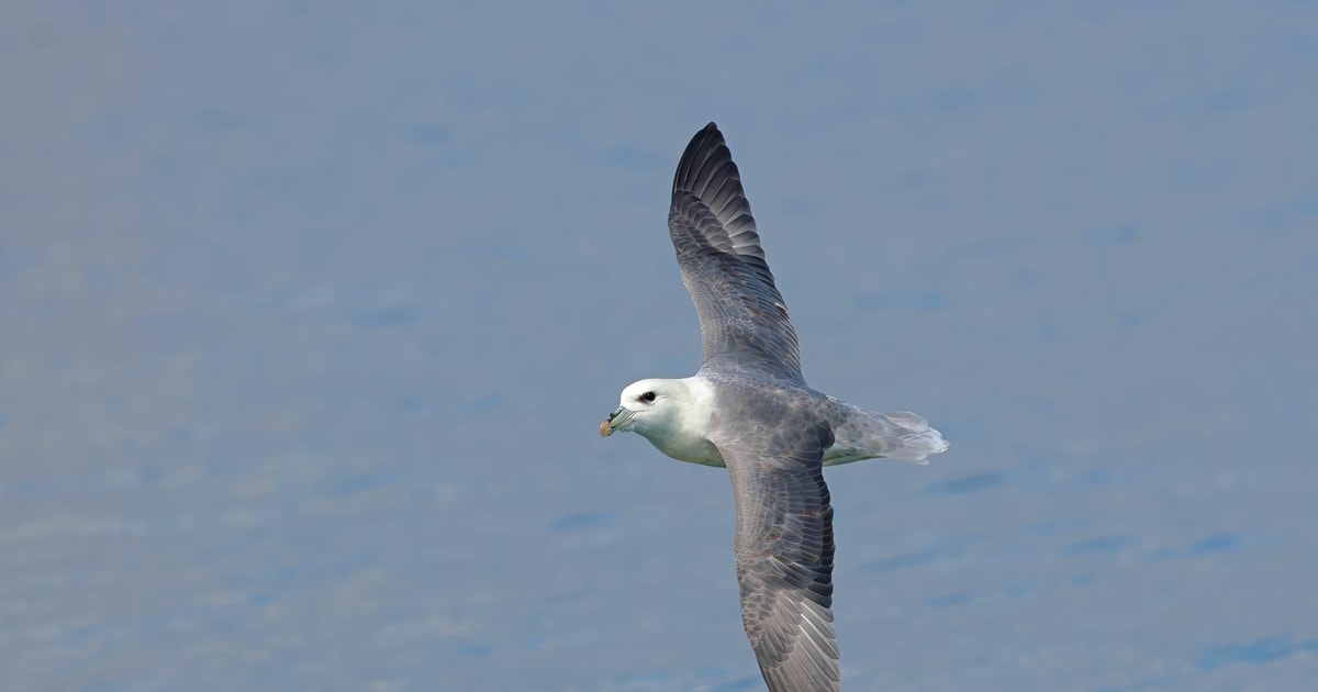 South Queensferry: Birdwatching Cruise with RSPB Guide | GetYourGuide