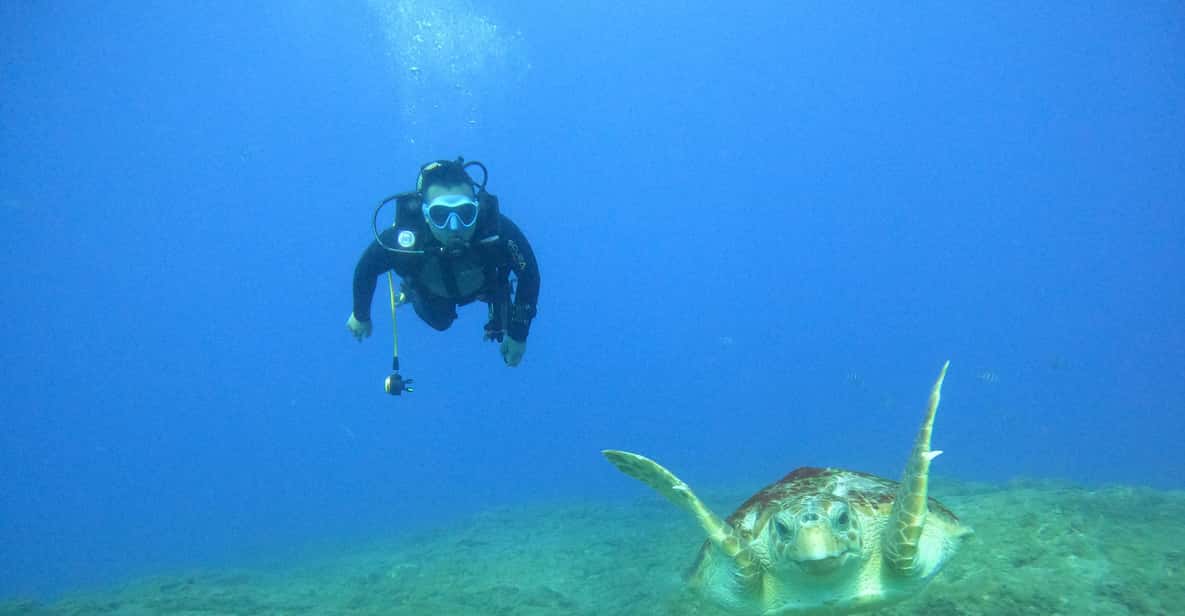 Fun Dive för certifierade dykare på Teneriffa | GetYourGuide