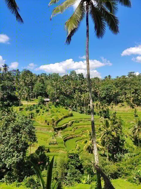Ubud: Monkey Forest, Rice Terrace, Waterfall, Ubud Temple | GetYourGuide