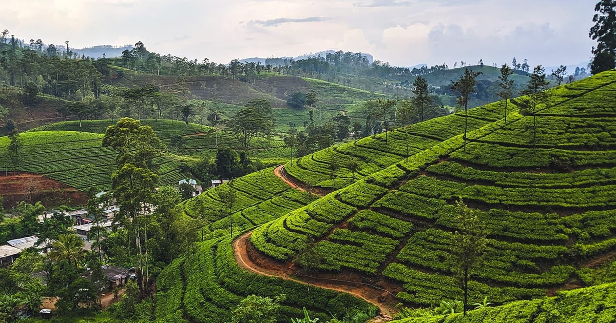 Kandy: Pekoe Trail, Abschnitt 2, geführte Wanderung (Galaha ...