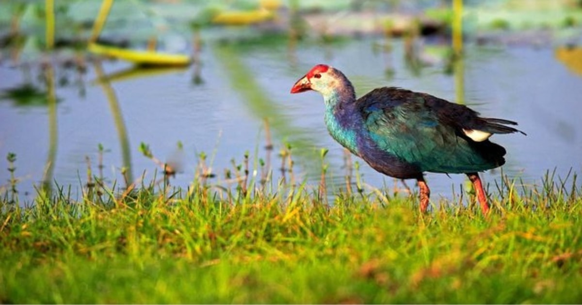 Muthurajawela: Wetland Bird Watching Tour from Colombo! | GetYourGuide