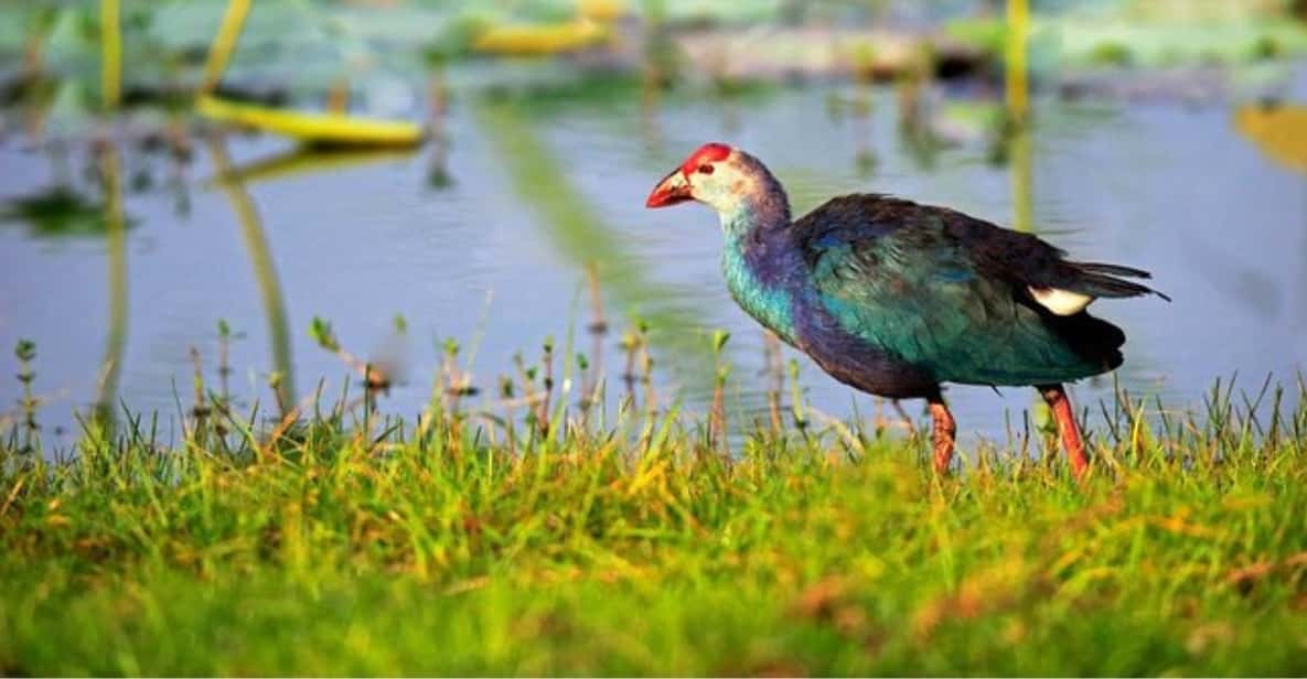 Muthurajawela: Wetland Bird Watching Tour from Colombo! | GetYourGuide