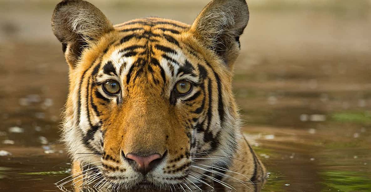 Von Jaipur : 06 Tage Jaipur, Pushkar und Ranthambore Tour | GetYourGuide