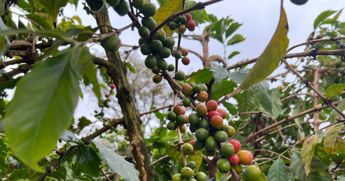 Nairobi Coffee Tour Experience | GetYourGuide