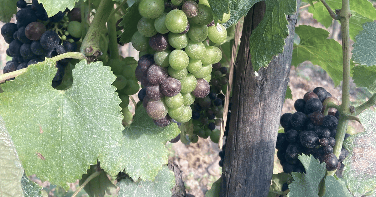 Coteau St Joseph Hike | GetYourGuide