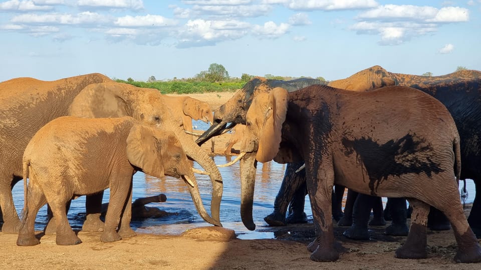 8 Days Kenya: Bush & Beach Safari Amboseli,Tsavo East &Diani | GetYourGuide