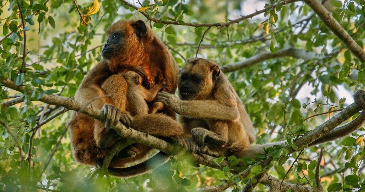 Monkey Island + Tree Limp Excursion | GetYourGuide